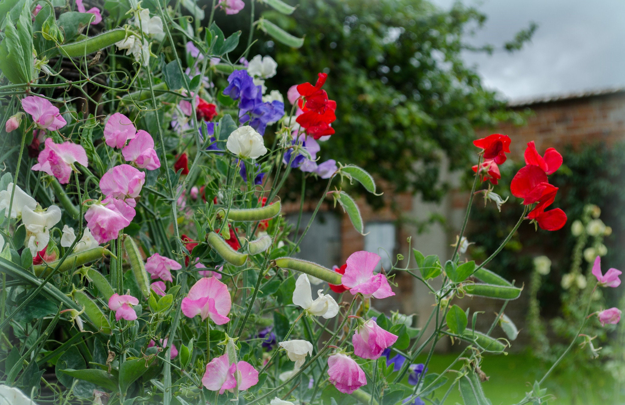 Knee-High Mix Sweet Peas Mixed Semi-Dwarf Sweet Pea Seeds 40 | Etsy