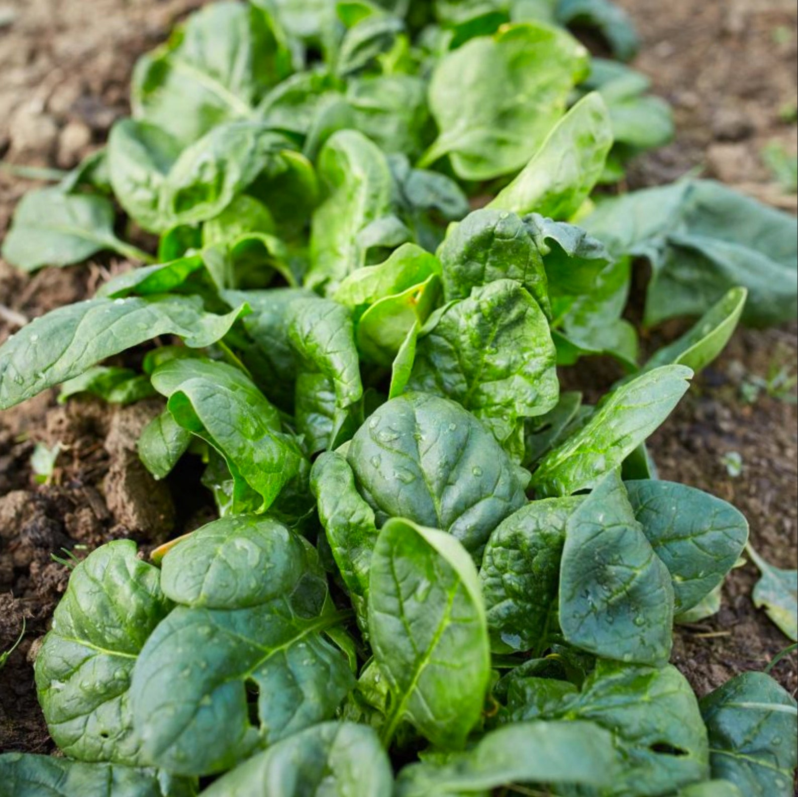 Giant Noble Spinach Seeds Large Smooth Leaf Spinach 250 - Etsy