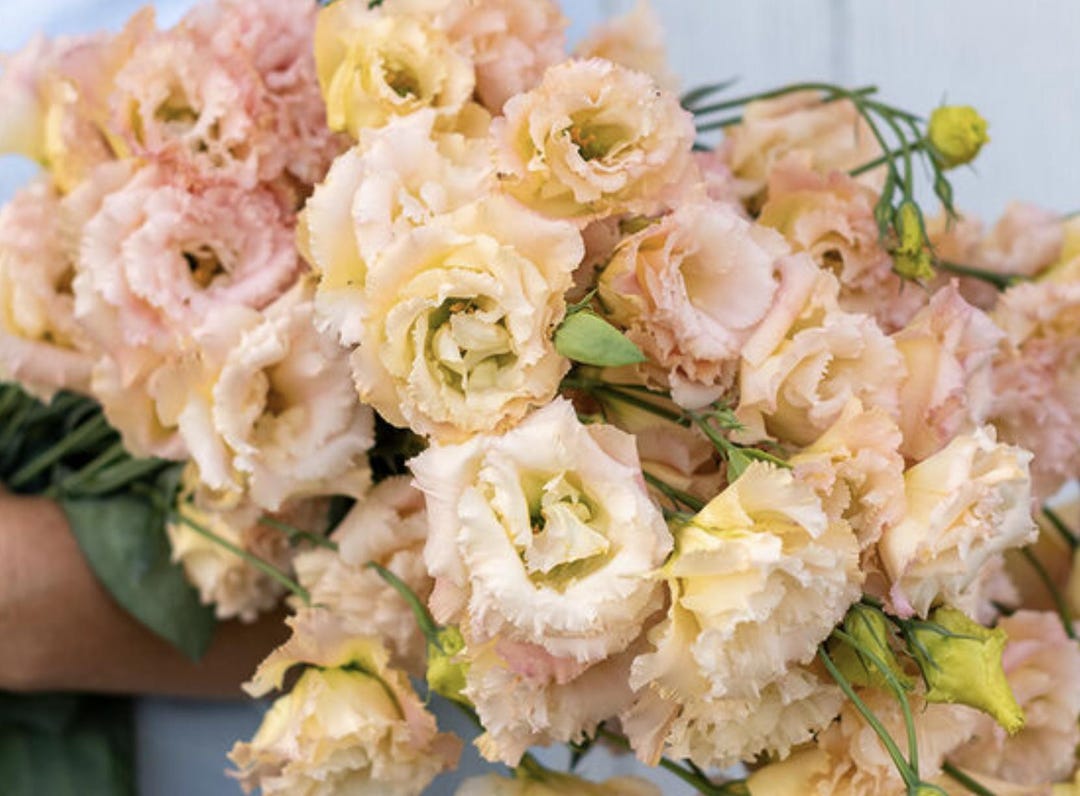 Voyage 2 Champagne (F1) Lisianthus Seeds, Soft Apricot Double Blooms ...