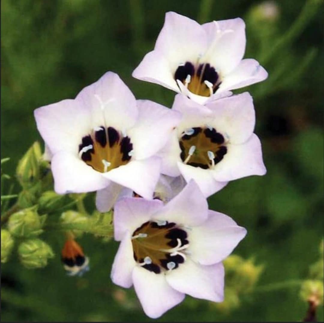 Bird's Eyes Seeds, Fragrant Wildflowers, Non-gmo, Gilia Tricolor - Etsy