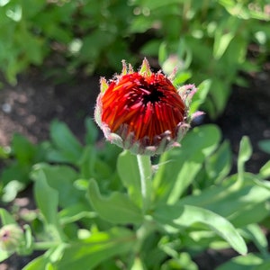 Organic Solar Flashback Mix Calendula Seeds, Flash Calendulas, Peach ...