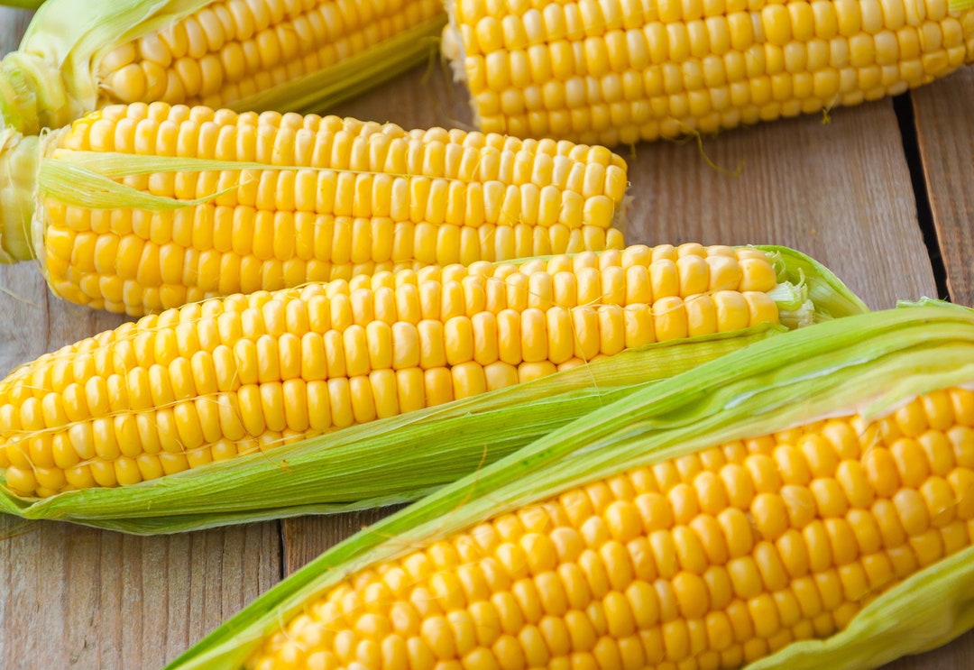 Early Sunglow SU Corn Seeds, Sunglow Corn, Yellow Corn // Heirloom ...