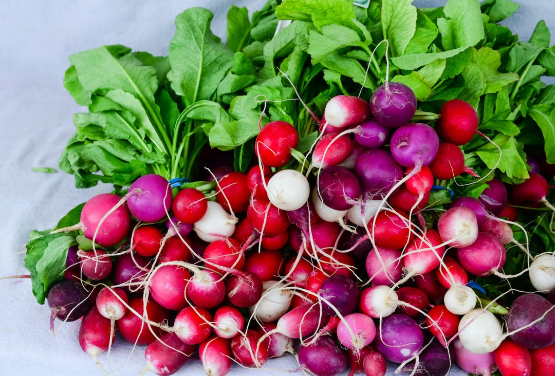 Organic Easter Egg Radish Seeds, Multi-colored Radishes, 300 Seeds ...