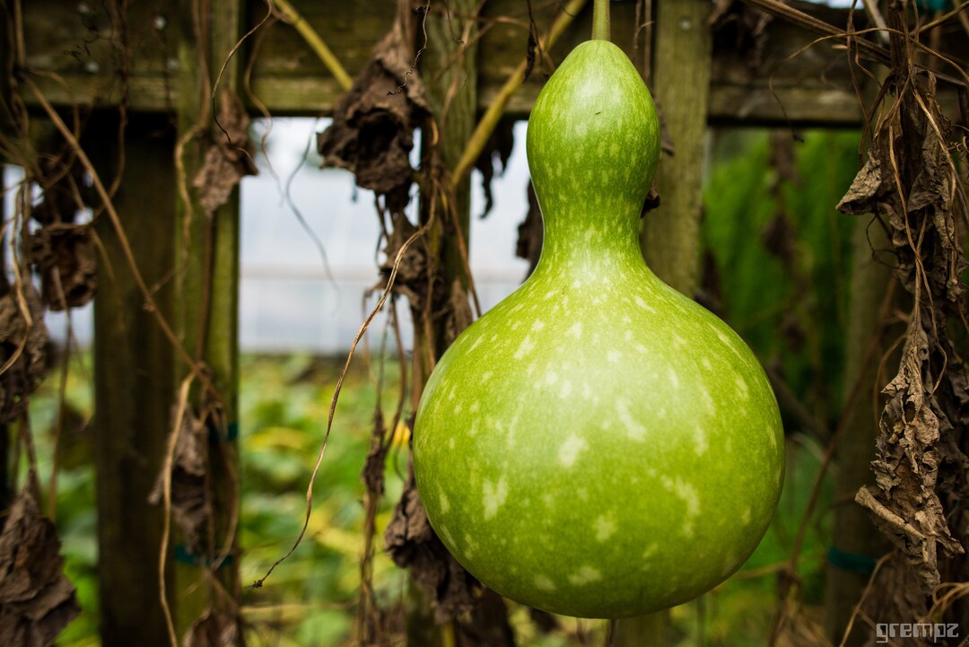 Birdhouse Gourds Seeds, Dipper, Bottle Gourd // Heirloom, Non-gmo ...