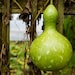 Birdhouse Gourds Seeds, Dipper, Bottle Gourd, 25 Seeds // Heirloom, Non ...