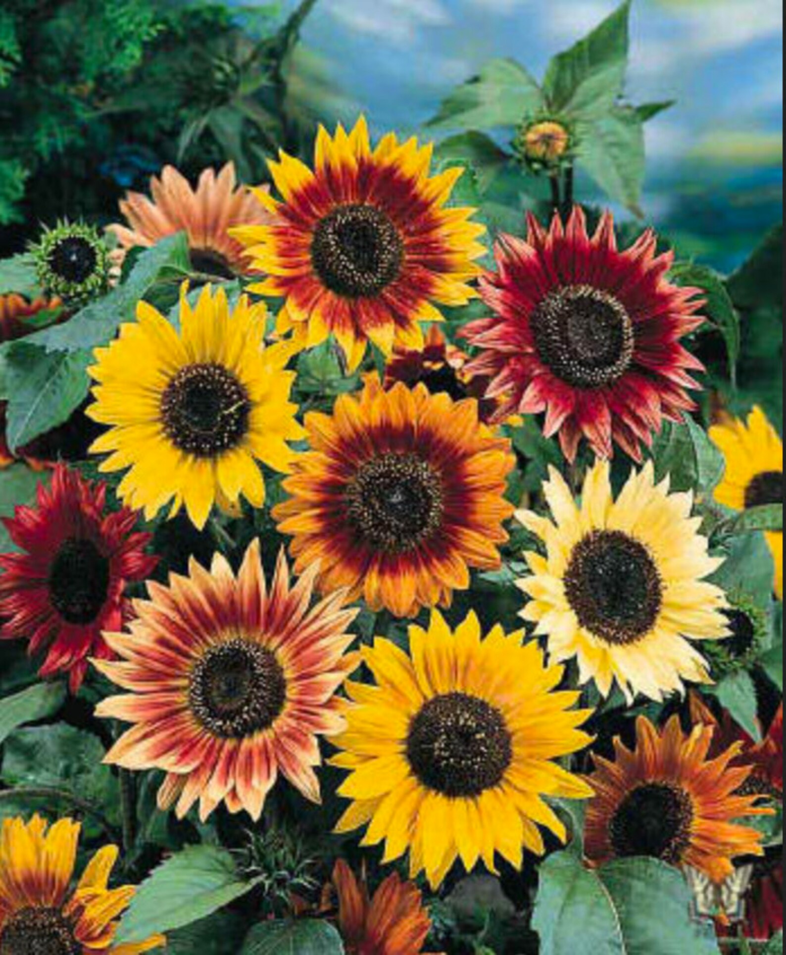 Autumn Beauty Sunflower Seeds Mixed Colorful Sunflowers 60 | Etsy