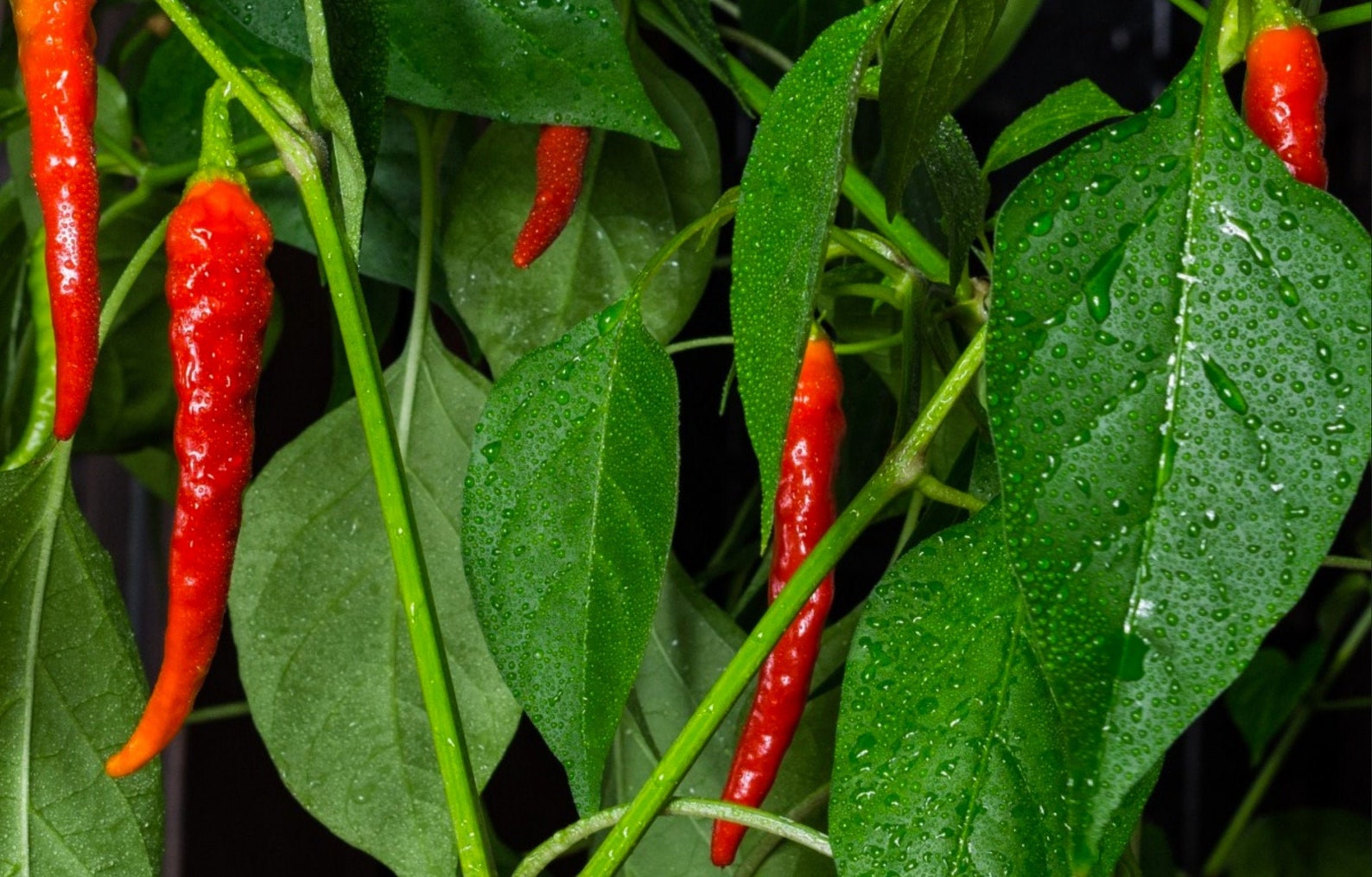 Cayenne Pepper Seeds, Long Thin Hot Chili Peppers 30 Seeds // Heirloom ...