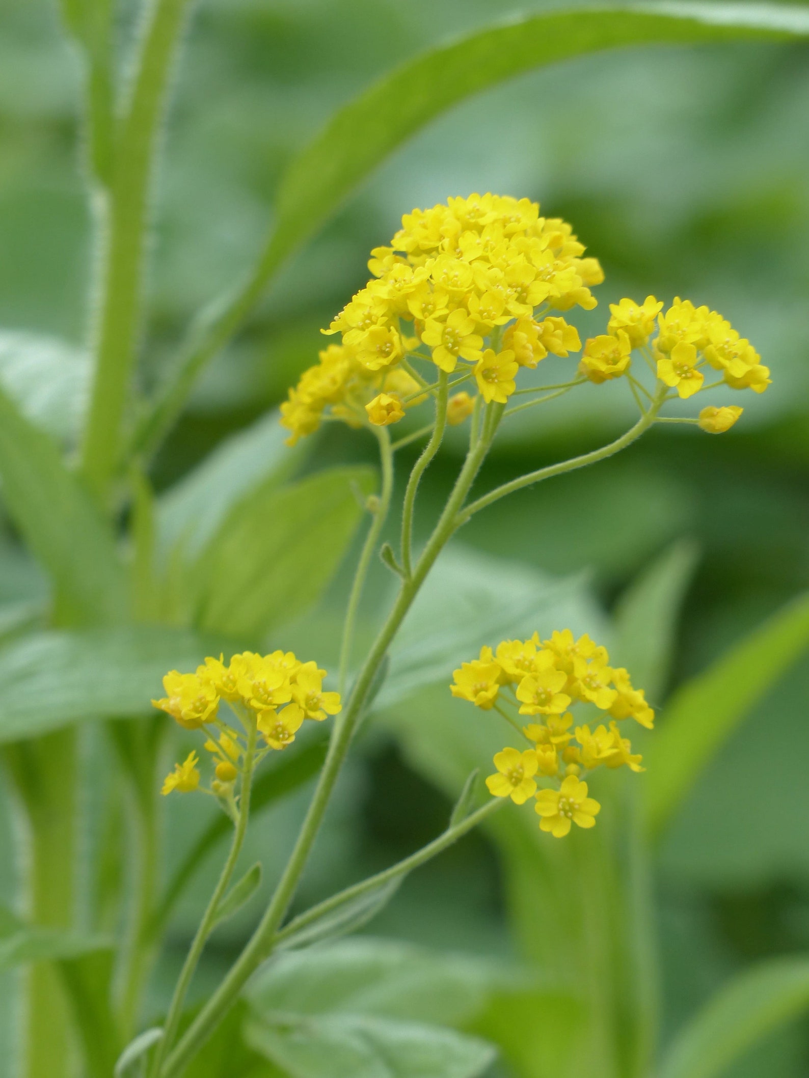 Basket of Gold Alyssum Seeds, 1k Count, Yellow Perennial Groundcover - Etsy