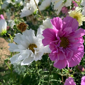 Double Click Bi-color Pink Cosmos Seeds, 25 Count - Etsy