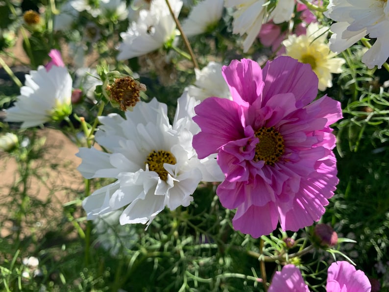 Double Click Bi-color Pink Cosmos Seeds, 25 Count - Etsy
