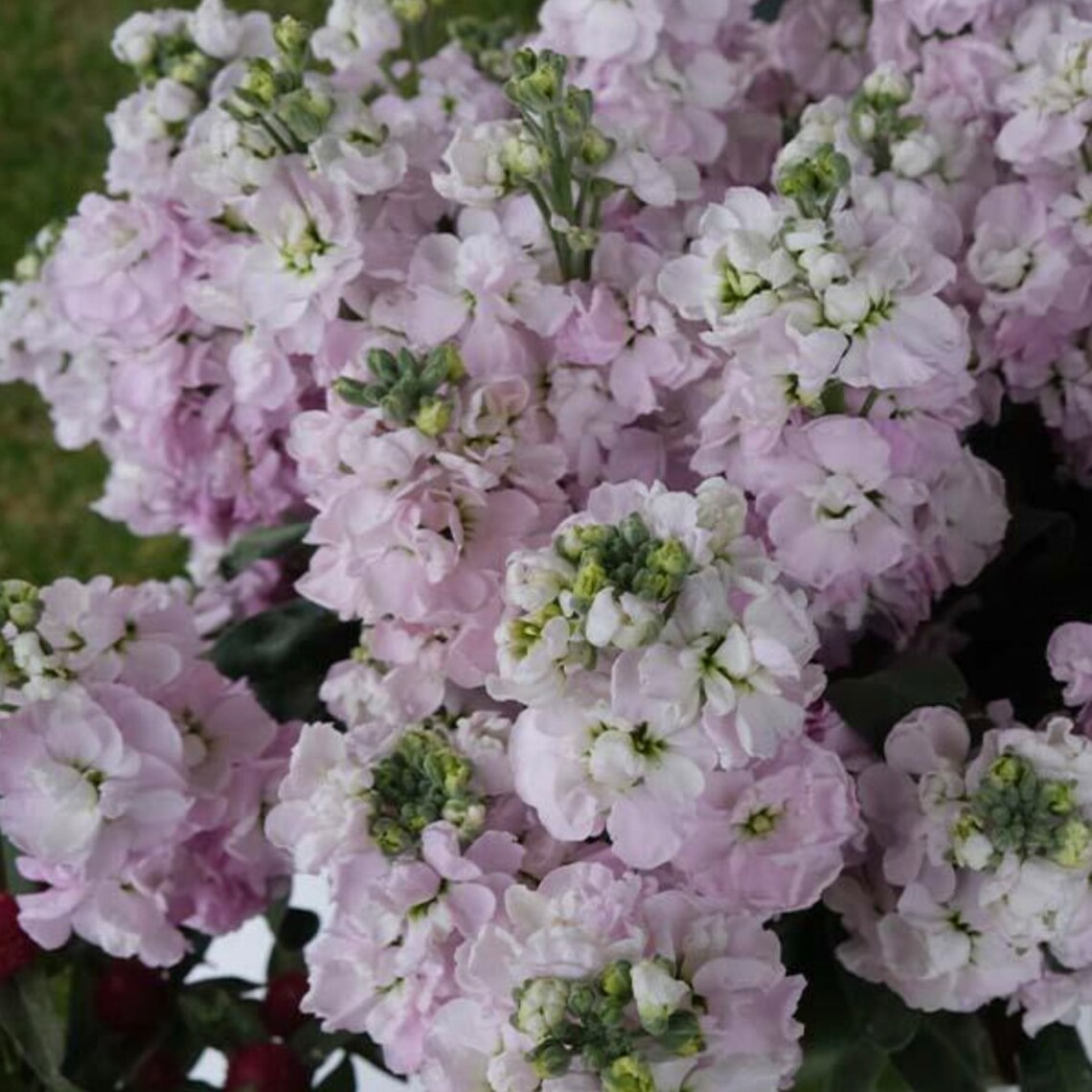Katz Cherry Blossom Stock Flower Seeds 40 Seeds // Open - Etsy
