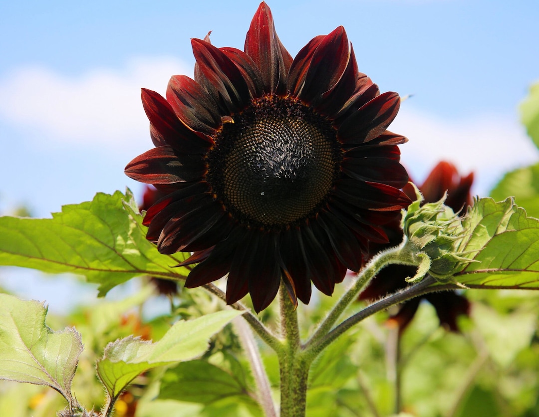 Moulin Rouge F1 Sunflower Seeds, Rouge Royale Sunflowers // Hybrid, Non ...