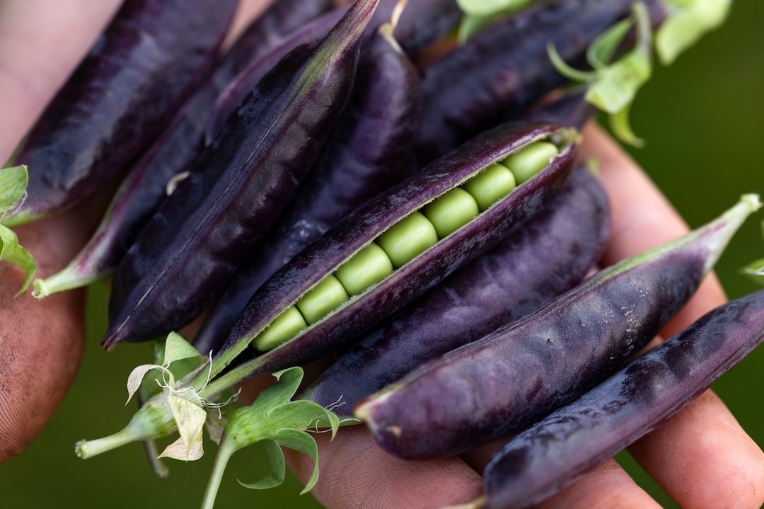 Sugar Magnolia Peas, 25 Count Purple Snap Pea Seeds - Etsy