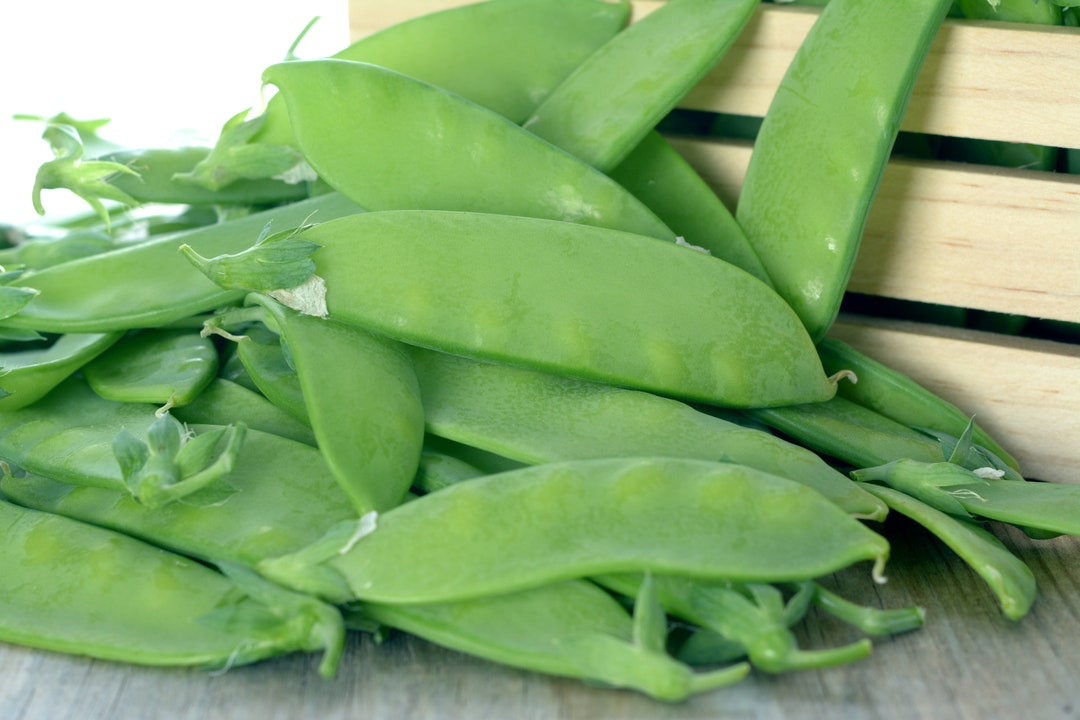 Oregon Giant Sugar Pod Peas, Oregon Sugar Snow Peas, 75 Pea Seeds ...
