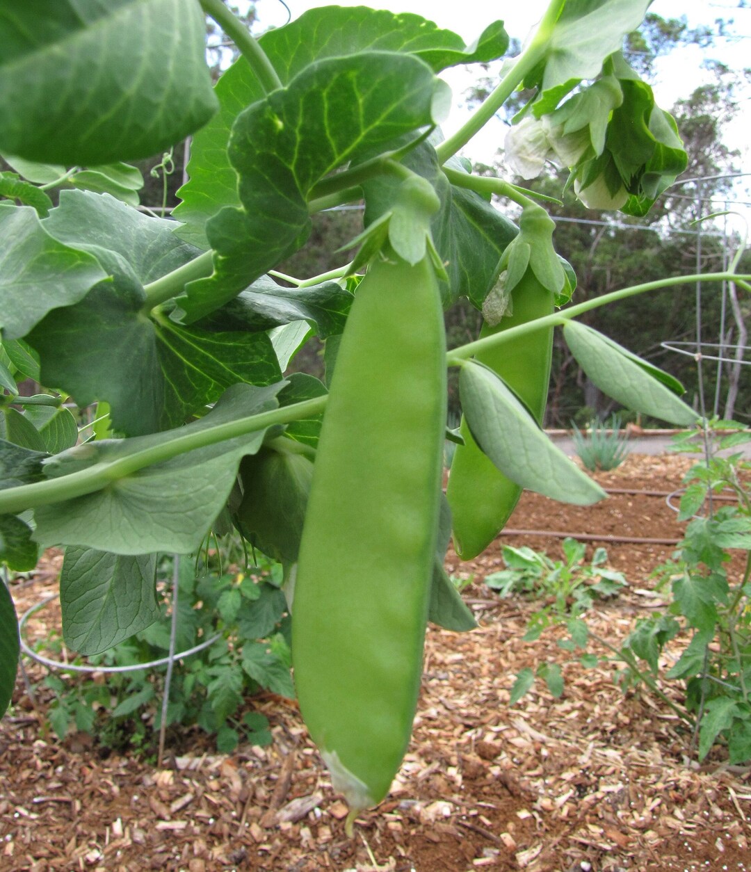 Organic Oregon Sugar Pod II Peas, Snow Peas, Open Pollinated, Non-gmo ...