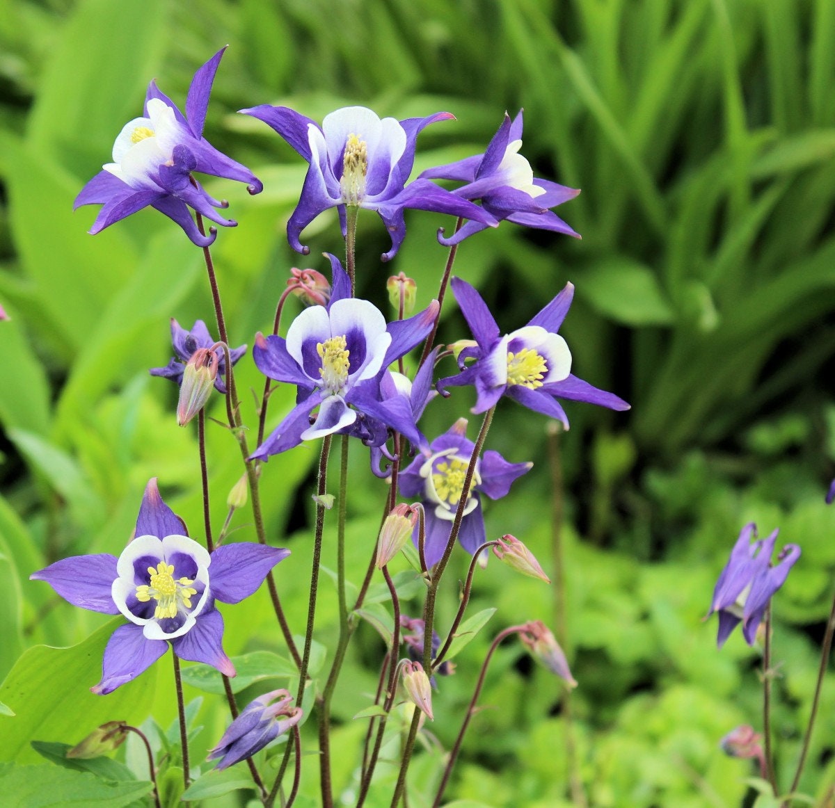 Blue Columbine Seeds Blue Columbines Columbine Flower 100 - Etsy