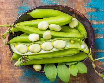 Early Thorogreen Lima Bean Seeds, Early Bush Beans, 25 Seeds // Open ...