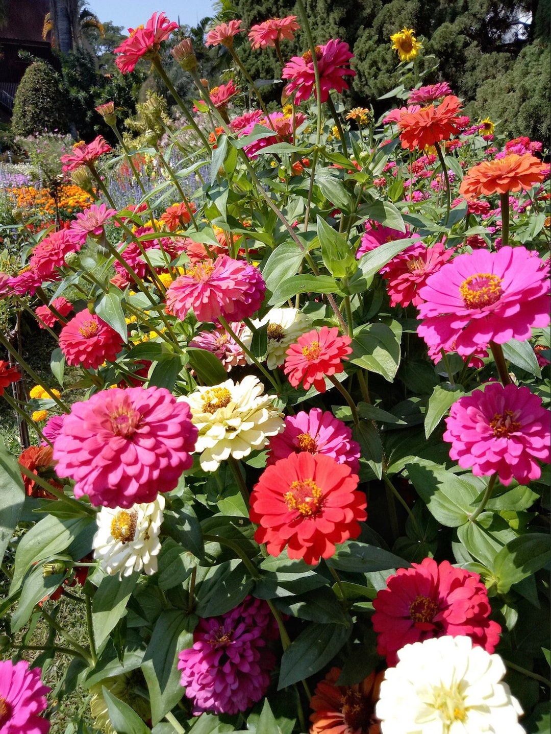 Pumila Mix Zinnia Seeds, Cut and Come Again Zinnias, Mixed Colors ...