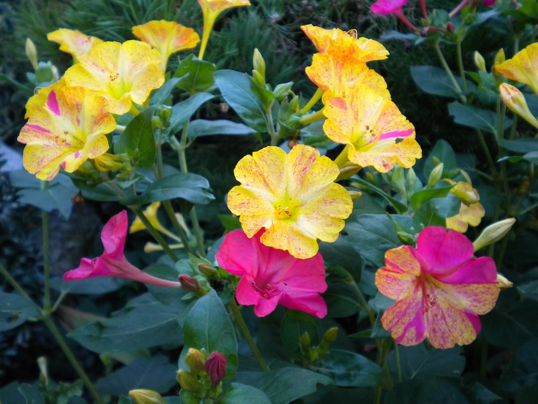 Broken Colors Four O'clock Flowewr Seeds, Kaleidescope 4 O'clock Marvel ...