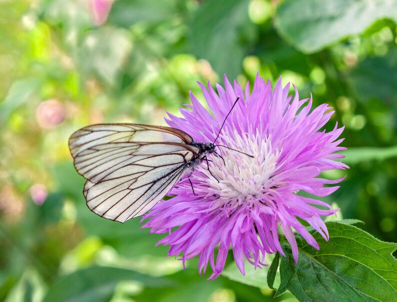 Sweet Sultan Flower Seeds Imperialis Mix Mixed Colors 500 - Etsy