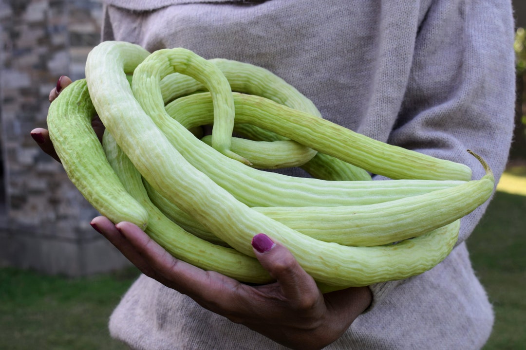 Organic Armenian Cucumber Seeds, Yard Long Cucumbers, Heirloom, Non-gmo ...