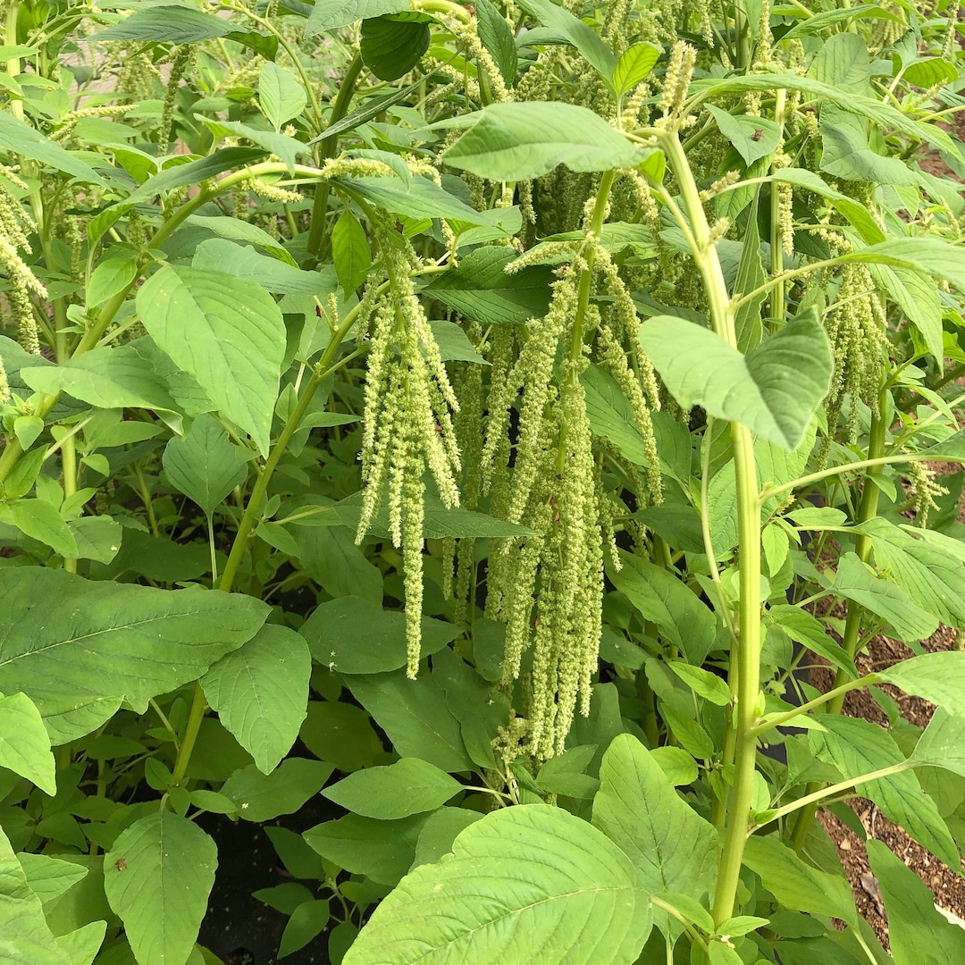 Green Tails Amaranth Seeds, 500 Count - Etsy