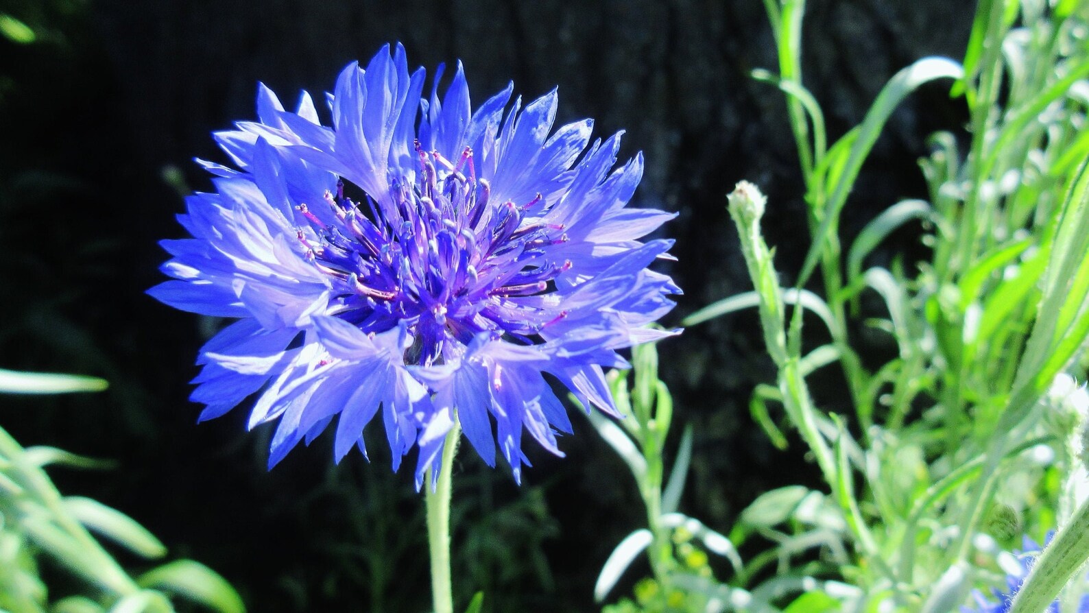 Tall Blue Cornflower Seeds, Bachelor Button Seeds // Non-gmo, Centaurea ...