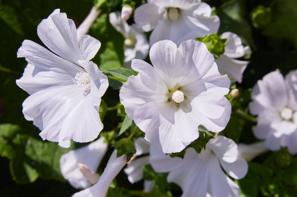 Tree Mallow Seeds Pink Red & White Flowers 600 Seeds // - Etsy