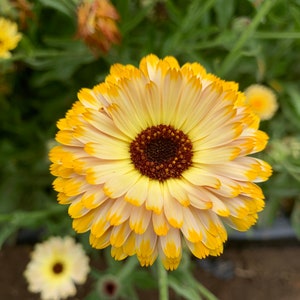Organic Solar Flashback Mix Calendula Seeds, Flash Calendulas, Peach ...