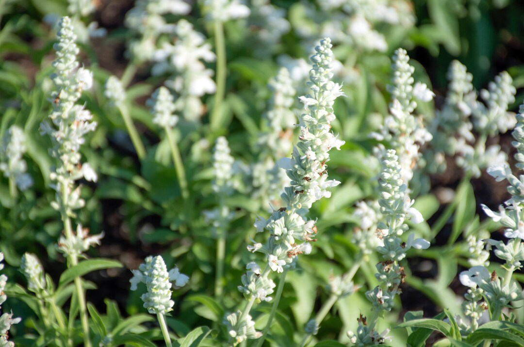 Victoria White Salvia Seeds, White Mealycup Salvia // Non-gmo, Salvia ...