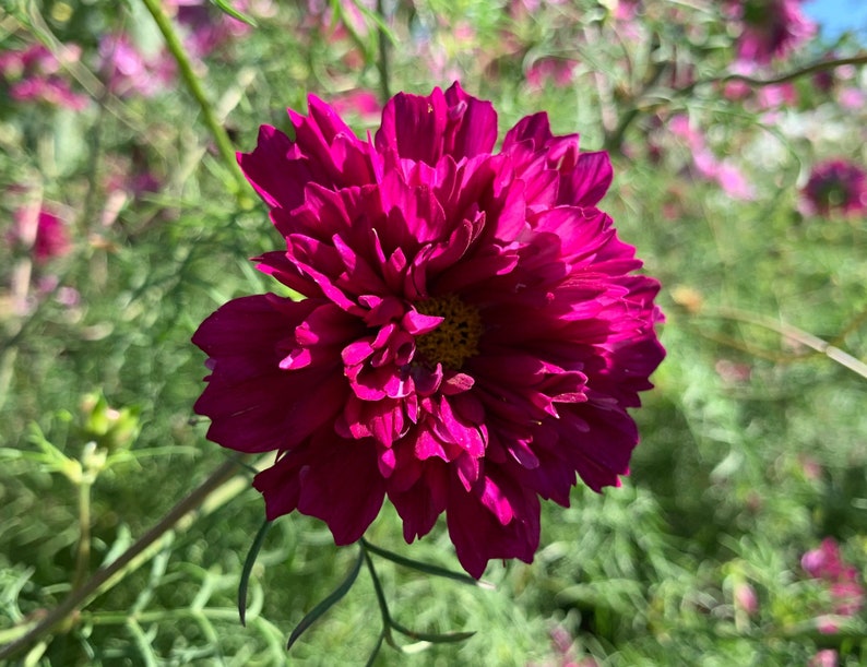 Double Click Cranberries Cosmos Seeds, 25 Count Burgundy Red Bon Bon ...