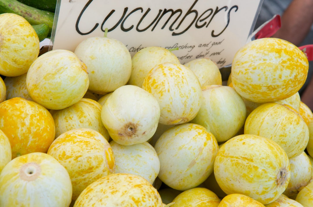Lemon Cucumber Seeds, Round Yellow Cucumbers // Heirloom, Non-gmo ...