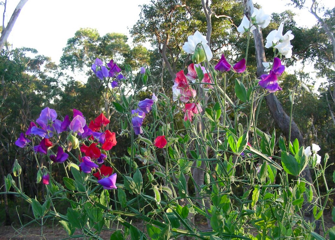 Royal Family Mix Sweet Peas, Mixed Sweet Pea Seeds // Non-gmo, Lathyrus ...