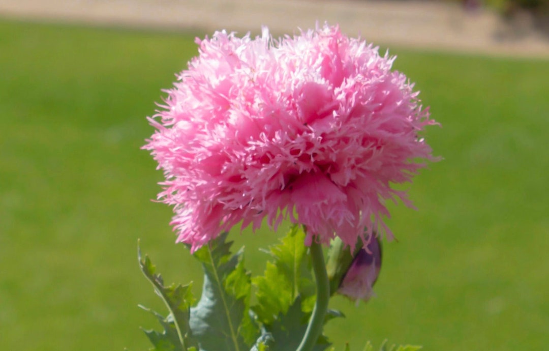 Organic Rose Peony Poppy Seeds, Pink Frilly Double Poppies // Organic ...