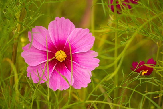 Gloria Cosmos Seeds Pink Cosmos Flowers 200 Seeds // Open - Etsy