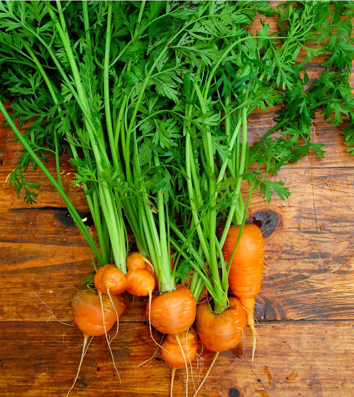 Parisian Carrot Seeds Paris Market Round Carrots 800 Seeds | Etsy