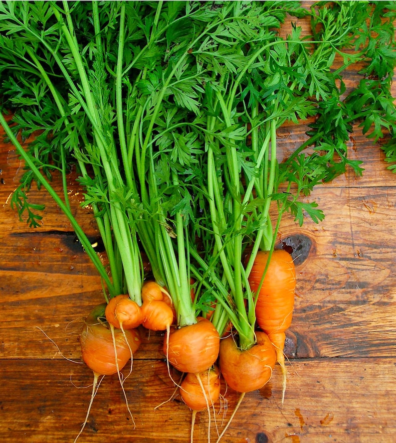 Parisian Carrot Seeds Paris Market Round Carrots 800 Seeds | Etsy