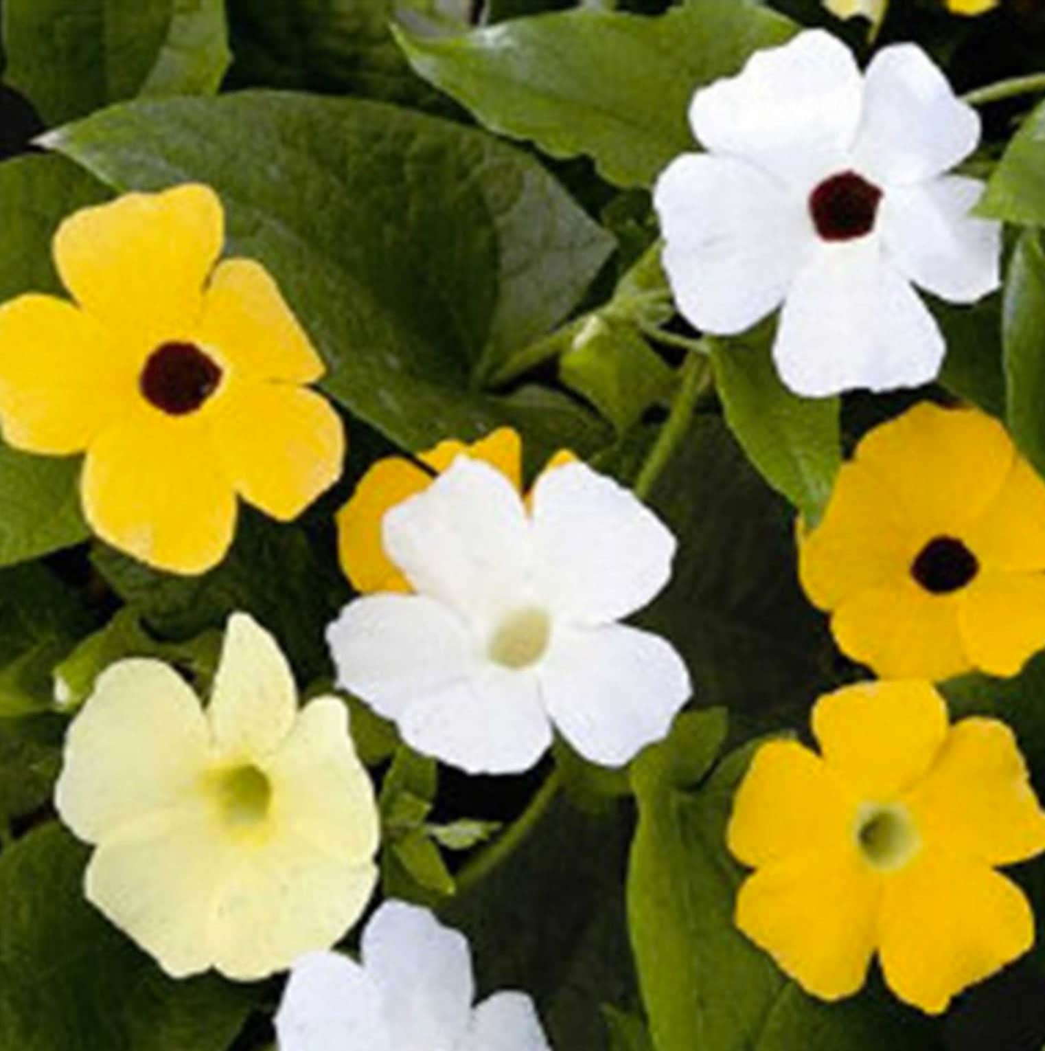 Thunbergia Alata Seeds Black Eyed Susan Vine Susie Mix - Etsy