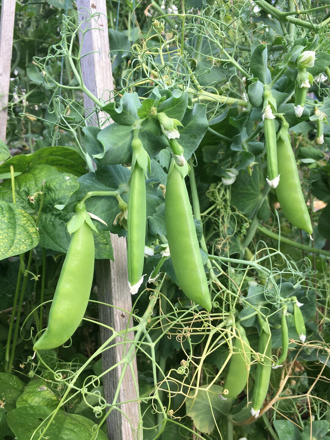 Super Sugar Snap Pea Seeds, Heirloom, Non-gmo, Pisum Sativum - Etsy
