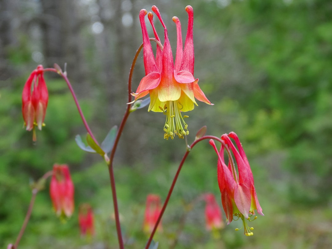 Wild Columbine Seeds, 350 Count, Canadian Red Hummingbird Flowers ...