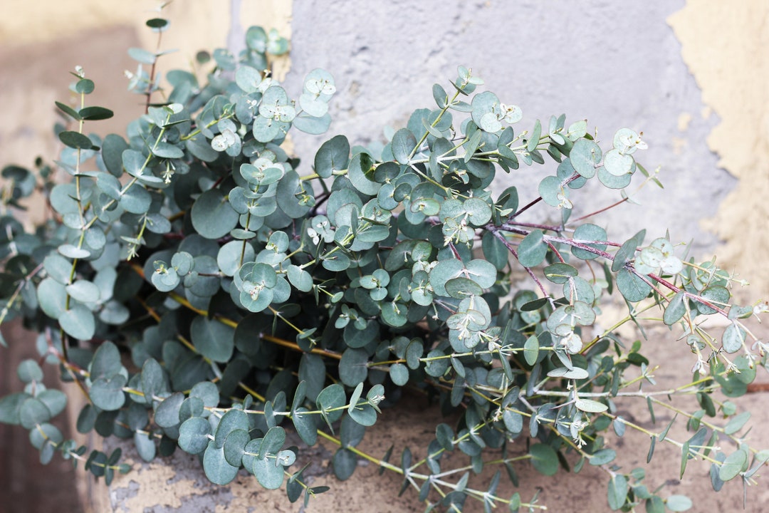 Baby Blue Bouquet Eucalyptus Seeds / Open Pollinated, Non-gmo ...
