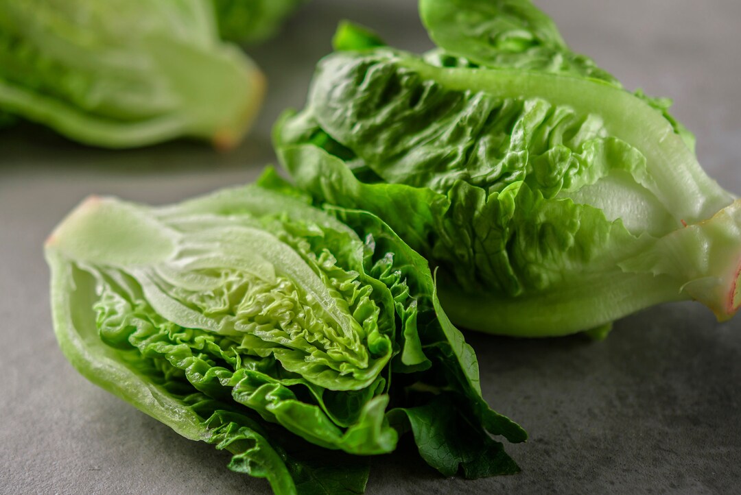 Little Caesar Romaine Lettuce Seeds // Heirloom, Open Pollinated, Non ...