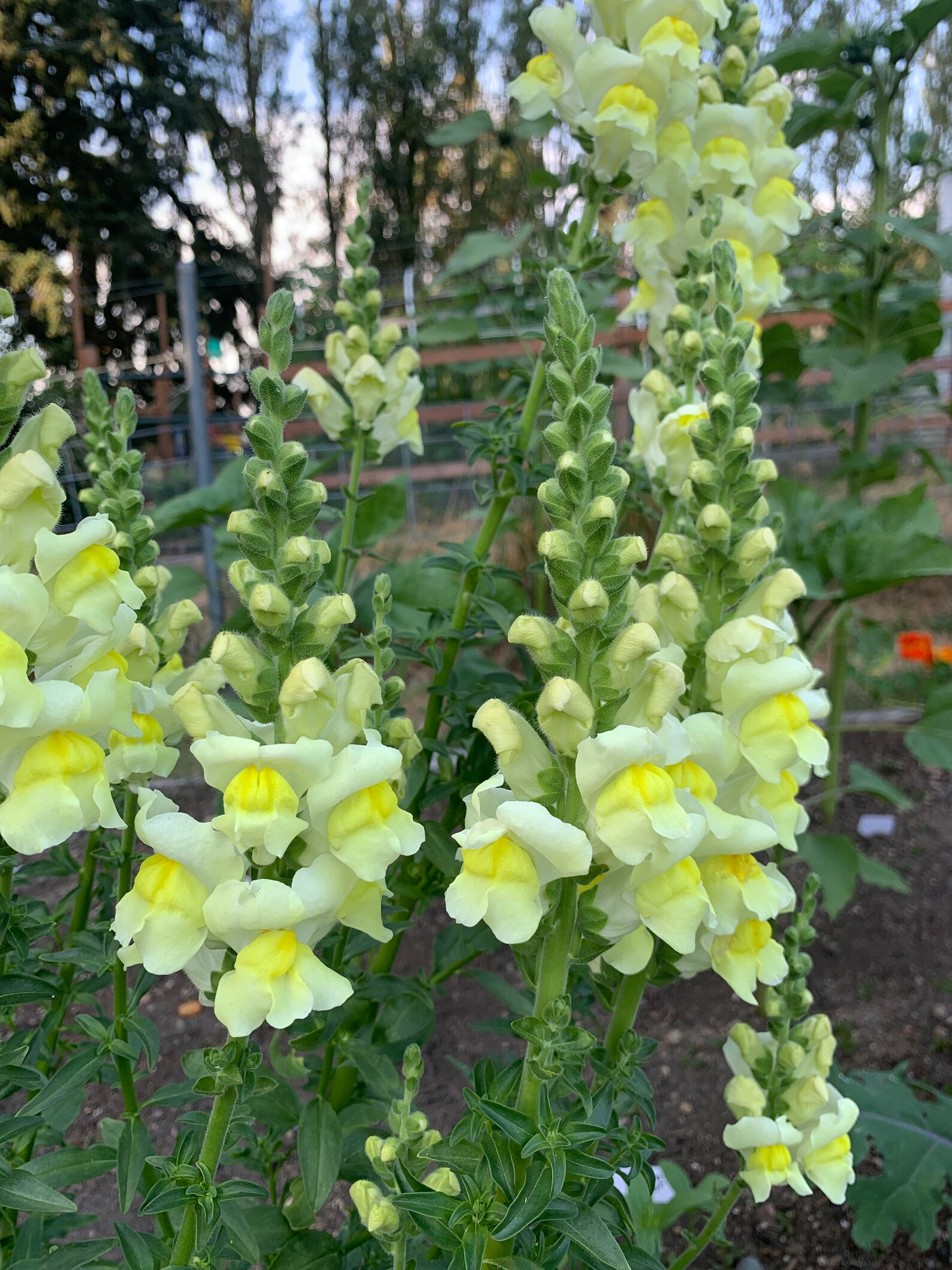 Orleans Early Lemon Yellow (F!) Snapdragon Seeds, 50 Count - Etsy