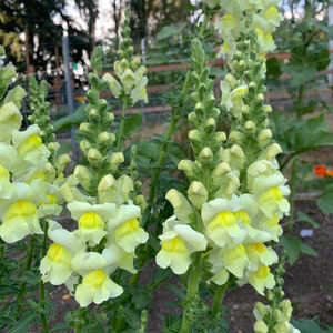 Orleans Early Lemon Yellow F1 Snapdragon Seeds, Pastel Yellow ...