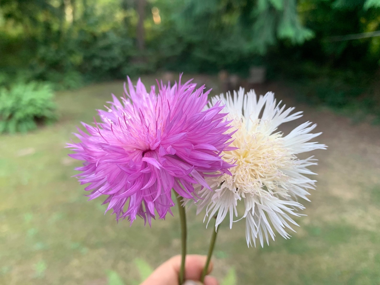 Sweet Sultan Flower Seeds Imperialis Mix Mixed Colors 500 - Etsy