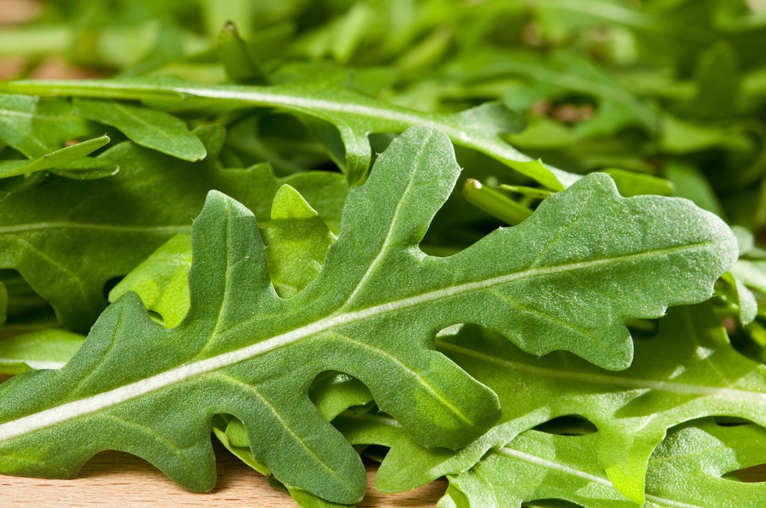 Roquette Arugula Seeds, Slow Bolt Arugula Lettuce // Heirloom, Non GMO ...