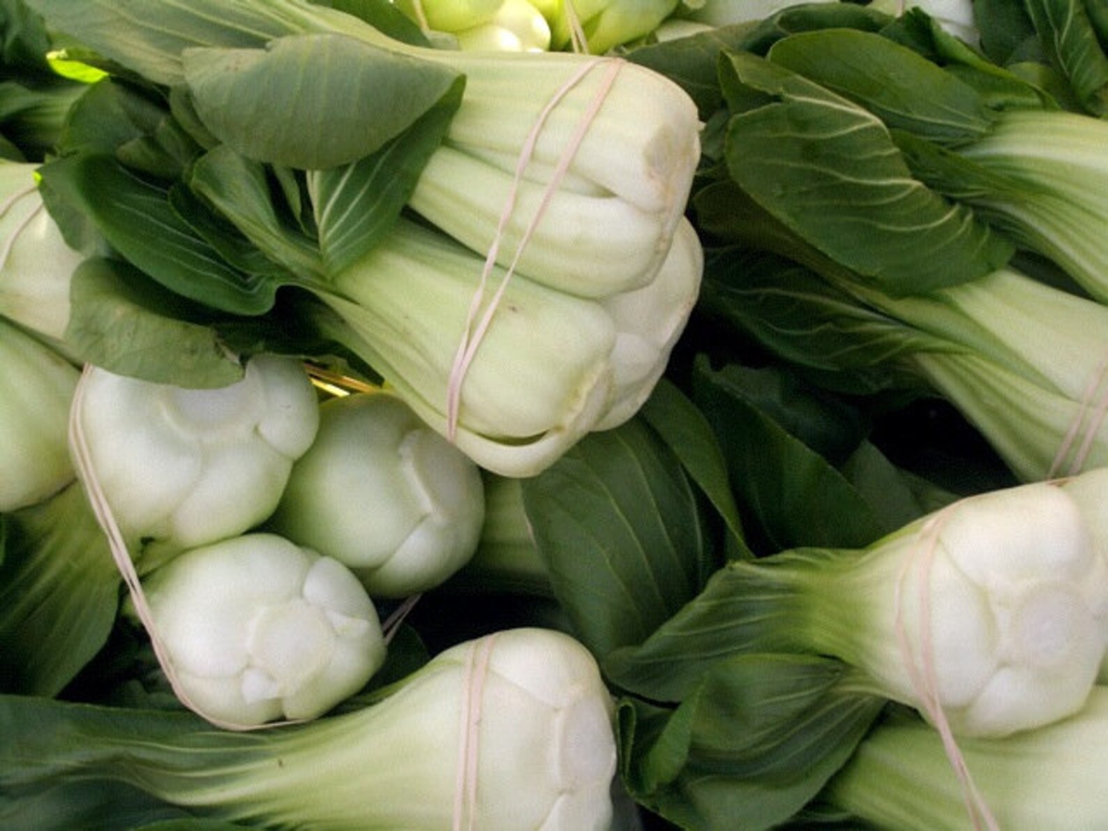 Pak Choi White Stem Seeds, Bok Choy Seeds // Heirloom, Non GMO ...