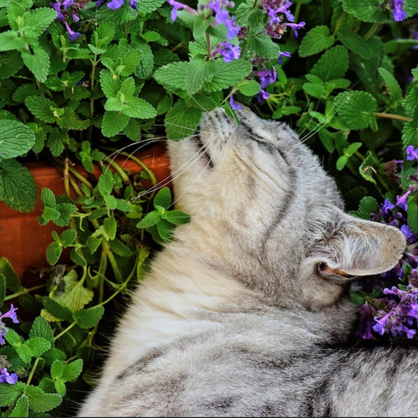 Catnip Seeds - Etsy