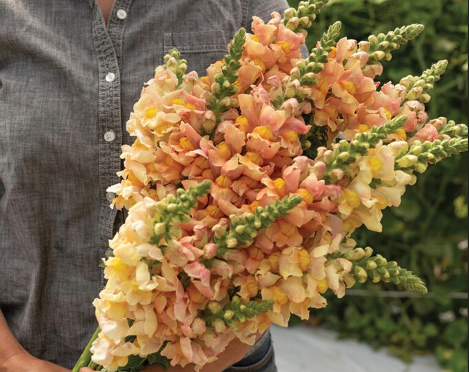 Costa Apricot F1 Snapdragon Seeds, Yellow and Peach Snapdragons, 50 ...