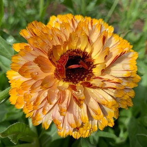 Organic Solar Flashback Mix Calendula Seeds, Flash Calendulas, Peach ...